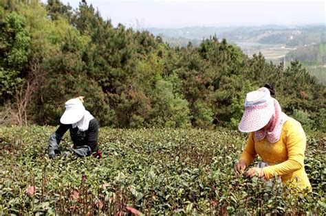 茶山染新綠 信陽毛尖明前茶開採 每日頭條