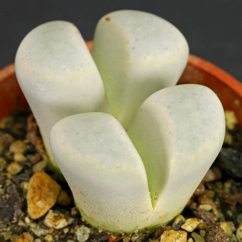 Living Stone Lithops Meyeri