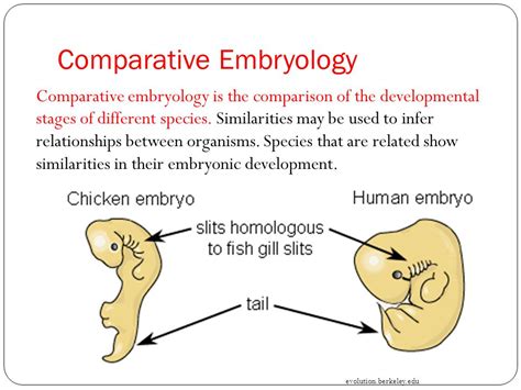 Comparative Embryology Worksheet Mmosguides