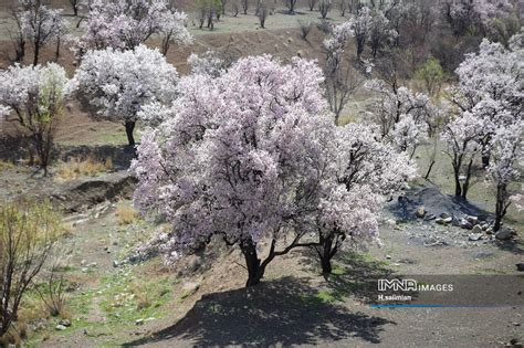 ایمنا صدای پای بهار در باغ‌بهادران