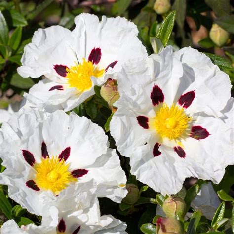 How To Grow Rock Roses Expert Growing Tips Ideal Home