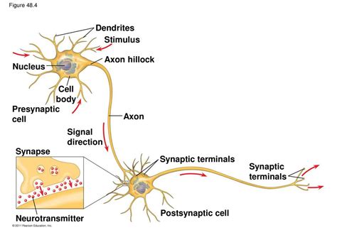 Neurons Synapses And Signaling Ppt Download