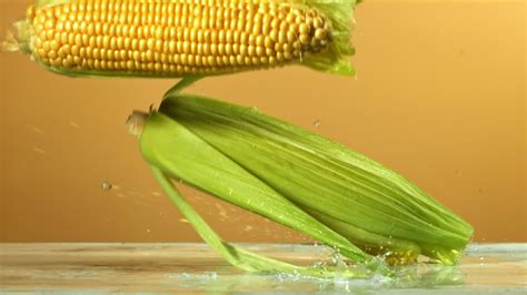 Corn Falling Stock Video Footage For Free Download