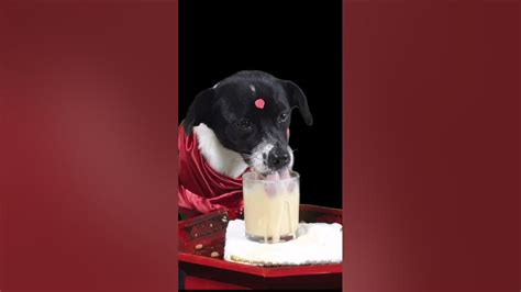 Indian Lassi Dogasmr Dog Asmr Youtube