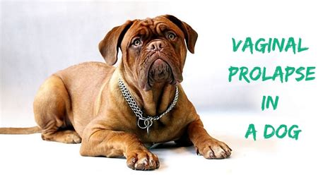 Vaginal Prolapse In A Dog Veterinary Surgery Video