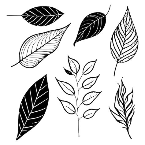Ensemble De Feuilles Vecteur De Texture De Contour Noir Illustration