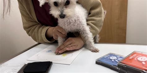 動物病院で楽しい思い出作りを 愛玩動物看護師が始めた「ぺったんこ会」 「犬や猫ともっと幸せに」をコンセプトにしたwebメディア「sippo」