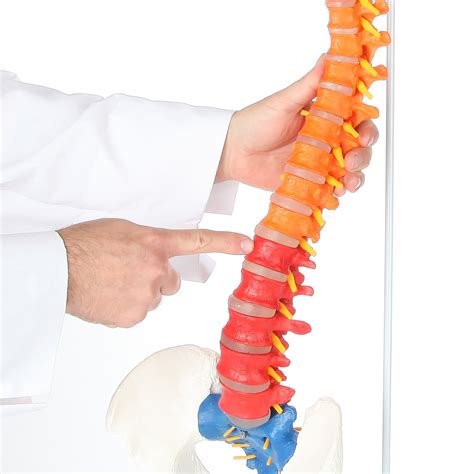 Buy Axis Scientific Flexible Spine Model 31 Life Size Didactic Spinal