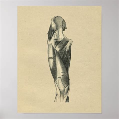 Menschliche Bein Anatomie 1902 Vintager Druck Poster Zazzlede