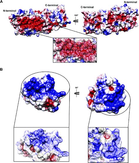 Electrostatic Potential Surface Analysis Of The In Silico Structural Download Scientific