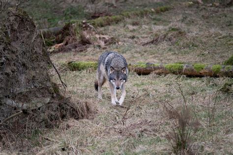 Nya Riktlinjer För Skyddsjakt På Varg Tillämpades Direkt Svensk Jakt