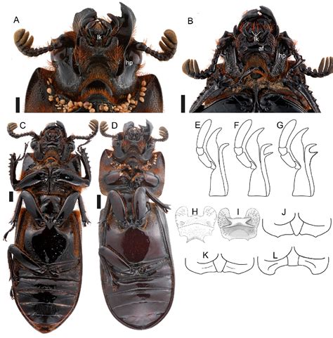 Figure 1 From Phylogeny And Systematics Of Wood Degrading Neotro Pical