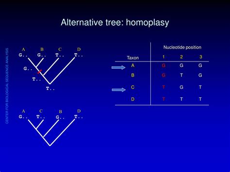 Ppt Phylogenetic Reconstruction Parsimony Powerpoint Presentation