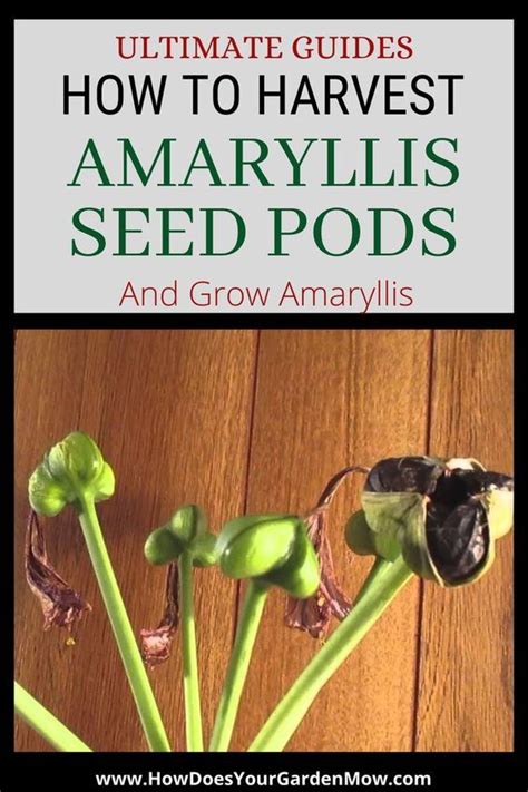 Amaryllis Seeds Growing Harvesting Germinating Amaryllis Plant Amaryllis Flowers