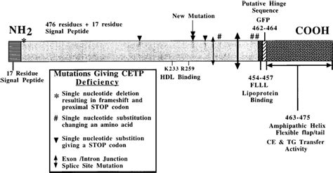 Functional Domains Of The Human Plasma Cholesteryl Ester Transfer