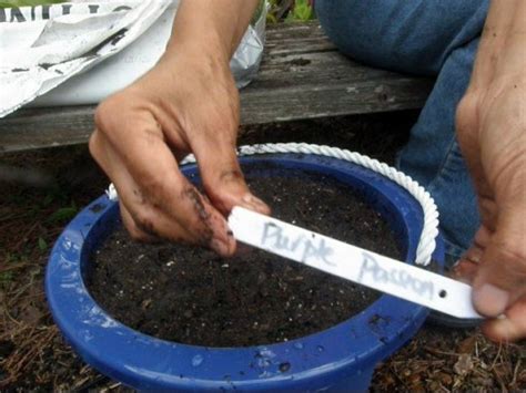 Cómo Cultivar Espárragos En Maceta