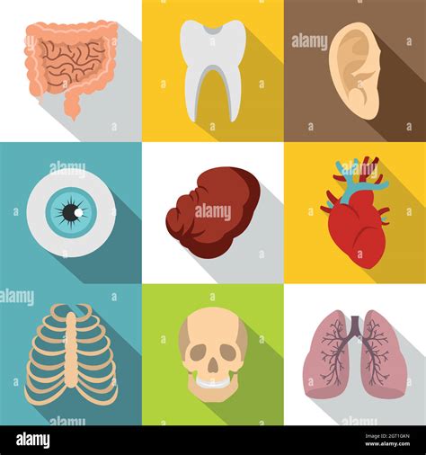 Internal Organs Icons Set Flat Style Stock Vector Image Art Alamy