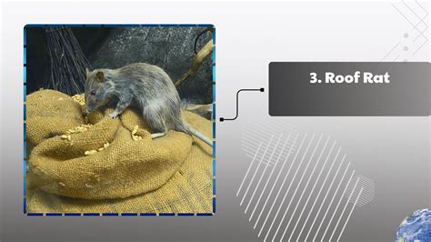 35 Types Of Rats Pictures And Identification Guide