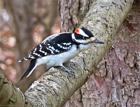 Sightings 2015 The Sussex County Bird Club