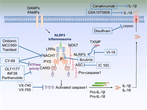 Nlrp3 Inflammasome Could Be Regulated At Different Levels Nlrp3