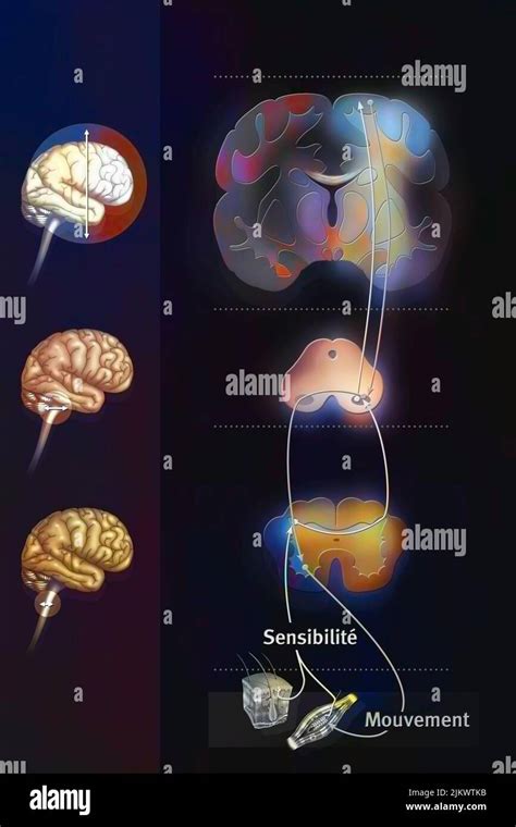 Sensorimotor Loop Control Of The Brain To Link Sensations To Motor