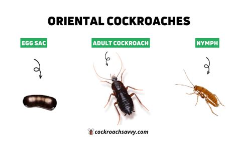 Oriental Cockroach Eggs Types Of Cockroaches In The Uk Dyno Pest