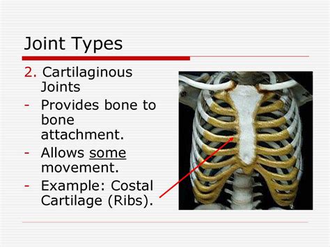 Types Of Cartilaginous Joints