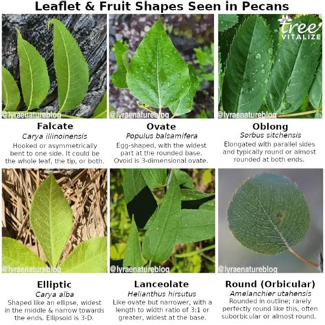 15 Different Types Of Pecan Trees And Identifying Features