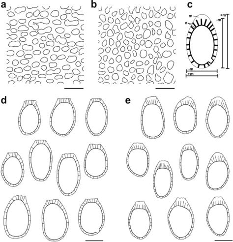 Morphology Of Ganoderma Lucidum M9720 And Ganoderma Lingzhi M9724 Download Scientific