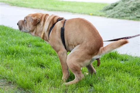 Dog pooping Stock Photos, Royalty Free Dog pooping Images | Depositphotos