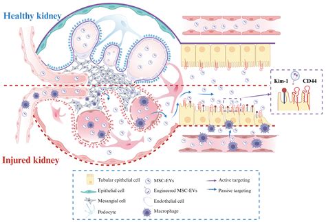 Renal Tubule Epithelial Cells