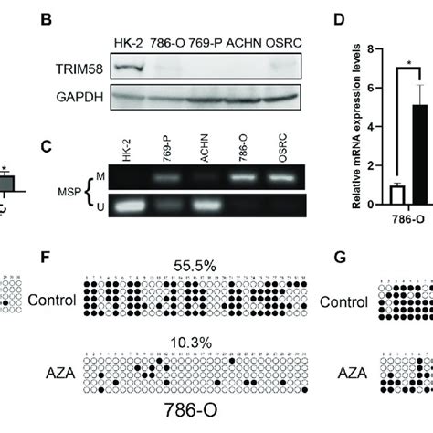 Trim58 Methylation Correlates With Its Downregulation In Rcc Cell