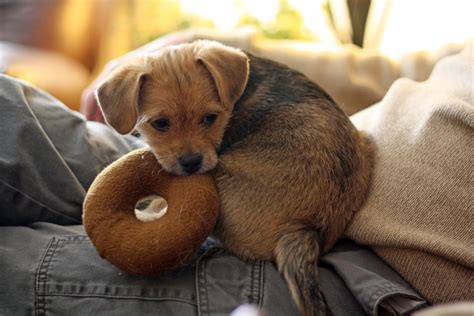 Free Images Puppy Animal Canine Pet Young Sitting Small Toy
