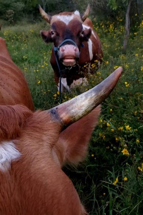 Guernsey Bull Temperament