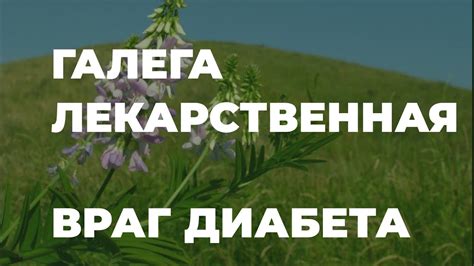 Галега лекарственная или козлятник. Против диабета и другие полезные ...