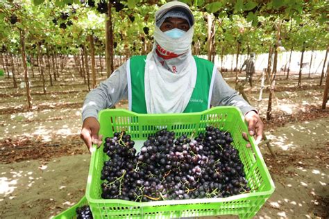 Productores De Ica Inician Campaña De Exportación De Uva 2021 2022
