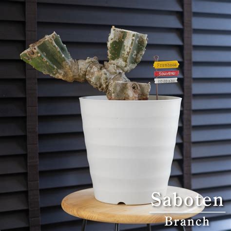柱サボテン ブランチ 鬼面角 7号 Branch 石化サボテン 観葉植物 Saboten Zaurus サボテンザウルス