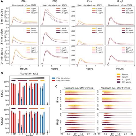 Stat1 2 Responses To Continuous Ifn I Inputs A Population Average