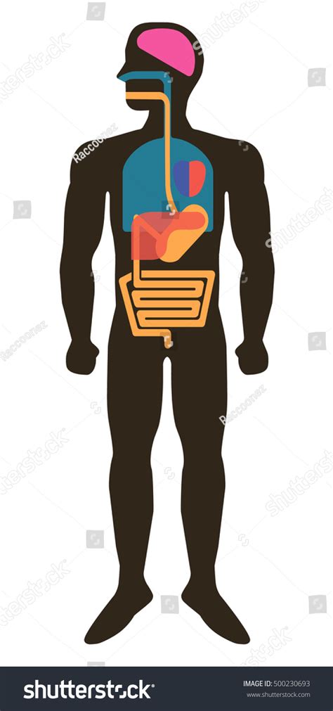 Silhouette Man Internal Organs On White Stock Vector 500230693 Shutterstock