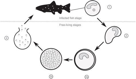 Ich Life Stages 1 Trophonts Feed In Fish Skin Or Gills Forming