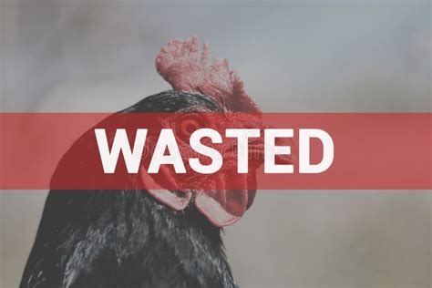 Beautiful Chicken Close Up Sign Wasted Concept Of Poultry The Threat