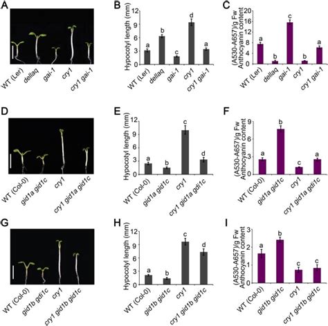 Blue Light Dependent Interactions Of Cry1 With Gid1 And Della Proteins