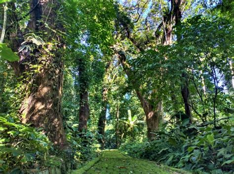Menyusuri Keindahan Cagar Alam Sibolangit Indonesia Traveler