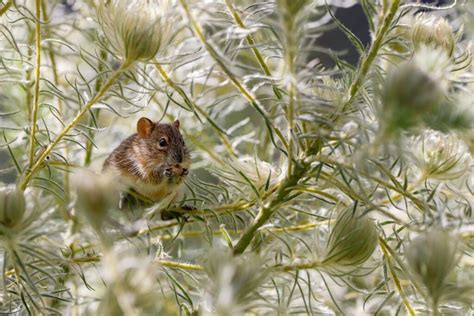 Dreaming Of Rats Possible Meanings And Scenarios Symbol Sage