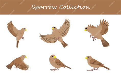 Premium Vector Sparrow Collection Sparrow In Different Poses Vector