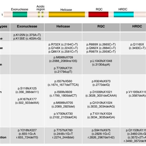 summary of wrn mutations found in ws patients wrn protein is shown