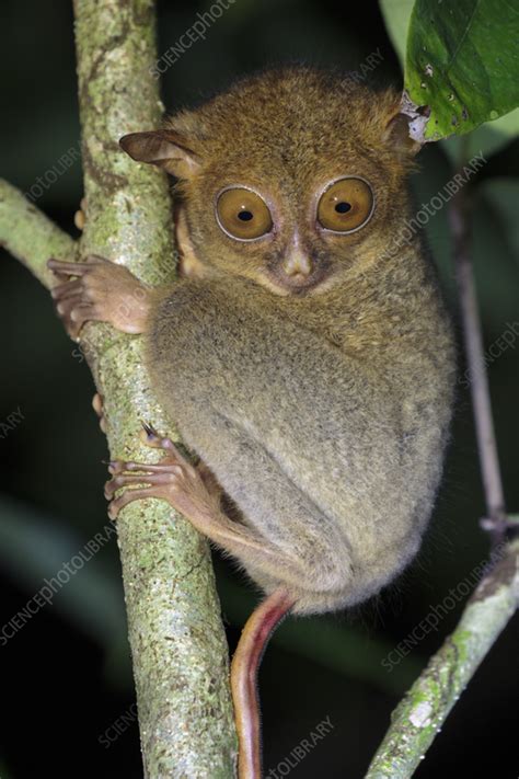 Western Tarsier Stock Image C057 9932 Science Photo Library