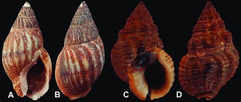 Shells Of Nassarius Found In Paranaguá Estuarine Complex H Shell