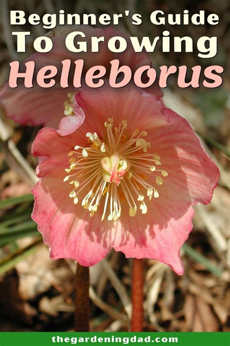 2 Easy Steps To Grow Hellebores For Beginners Lenten Rose Outdoor