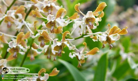 Hadi Orchids Nuriya Orchids Dendrobium Ursula Dendrobium Discolor X